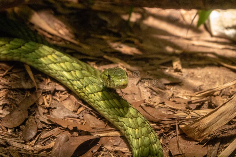 Green viper stock photo. Image of animal, wild, viper - 128022742