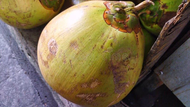 A Picture of Green Young Single Coconut on Display Stock Image - Image ...