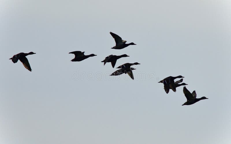 Picture with a Group of Ducks Flying in the Sky Stock Photo - Image of ...