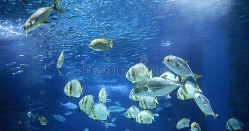 Picture of Group of Fish Swimming Underwater Stock Image - Image of ...