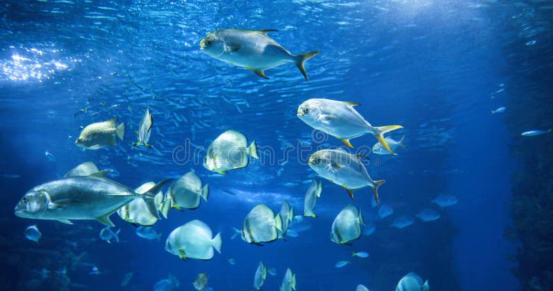 Picture of Group of Fish Swimming Underwater Stock Photo - Image of ...