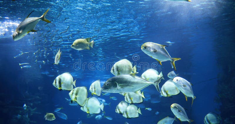 Picture of Group of Fish Swimming Underwater Stock Photo - Image of ...