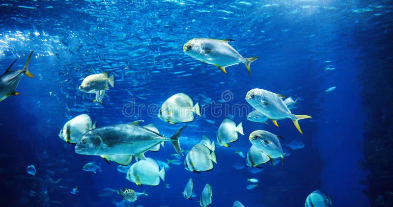 Picture of Group of Fish Swimming Underwater Stock Image - Image of ...