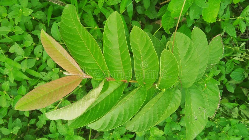 A Picture of Guava Plant Seen from Above Stock Image - Image of plant ...