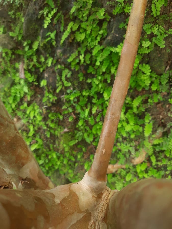 Picture of Guava Tree Branch Stock Image - Image of green, guava: 274524779