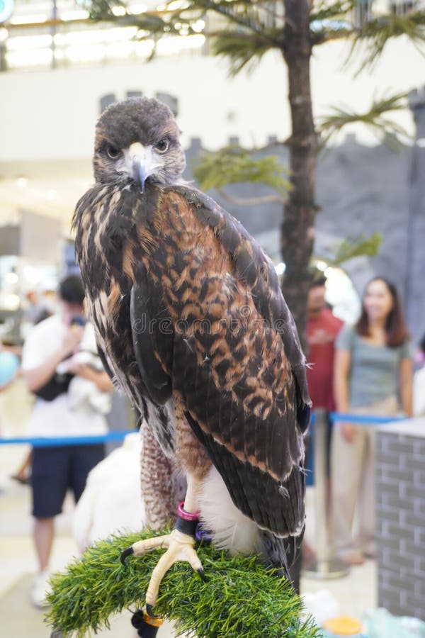 Picture Harris Hawk they are Distinguished by Their Behavior and Have ...