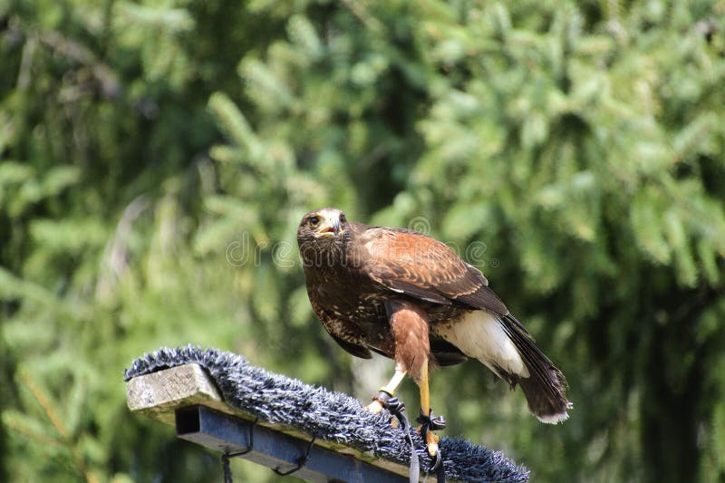 A Picture of a Harris`s Hawk Perching on the Stud. BC Stock Image ...