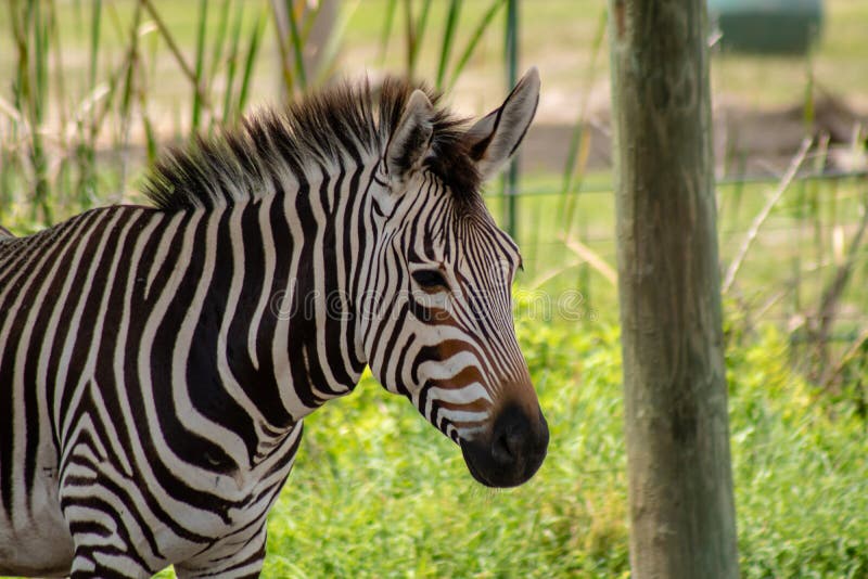 Hartmann`s mountain zebra stock photo. Image of black - 122246794