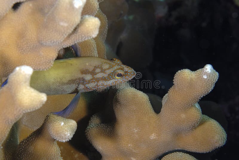 A picture of an hawk fish stock image. Image of colourful - 224305711