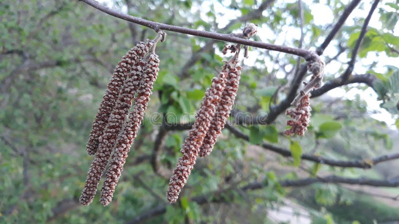 Hazelnut bud stock photo. Image of hazelnut, green, spring - 114434040