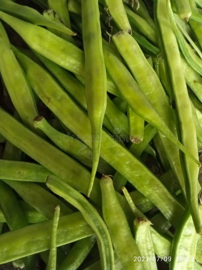 This is the Picture of Healthy Vegetable is Guar. Stock Image - Image ...