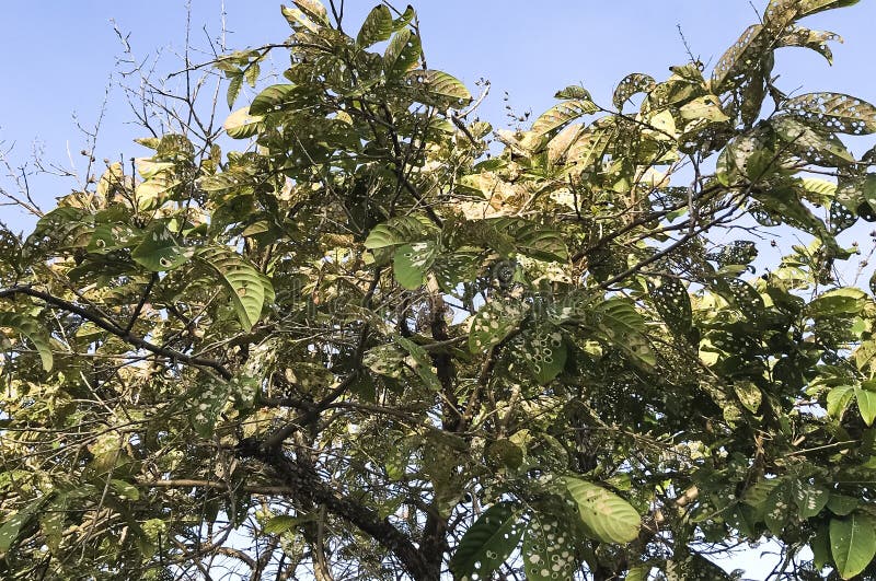Heavily infested tree stock photo. Image of leaves, infested - 111211740