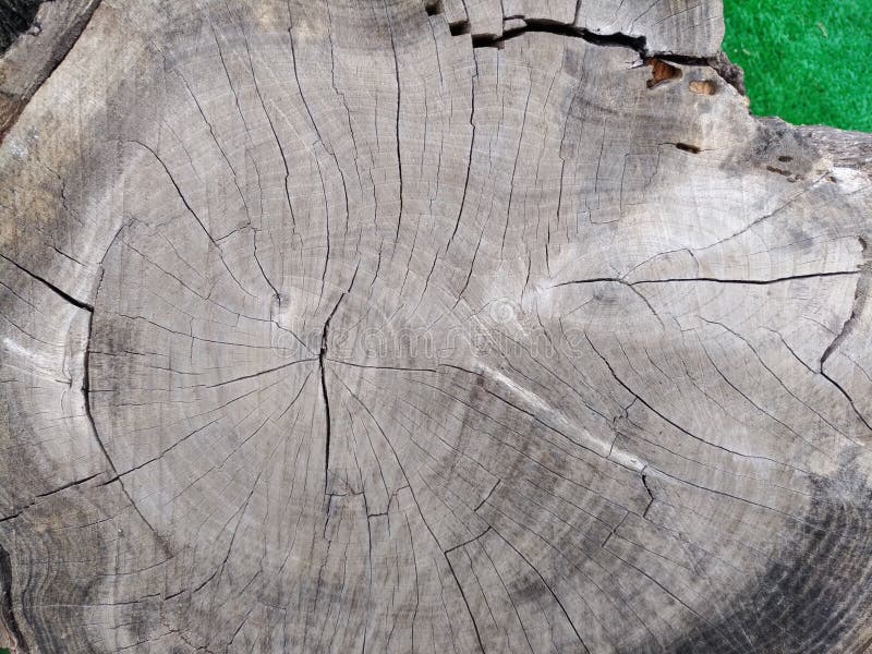 Picture of a Hemp on Top of a Cut of a Tree Stock Image - Image of ...