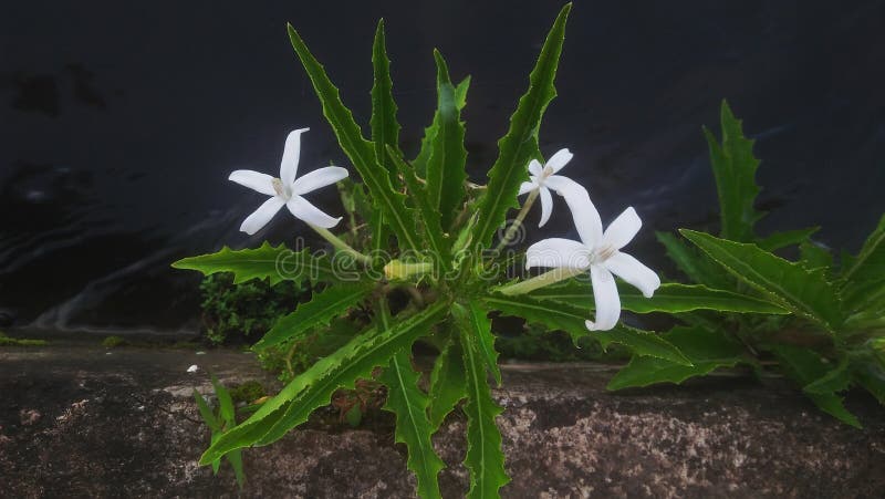 The Flower of Hippobroma Longiflora Stock Image - Image of longiflora ...