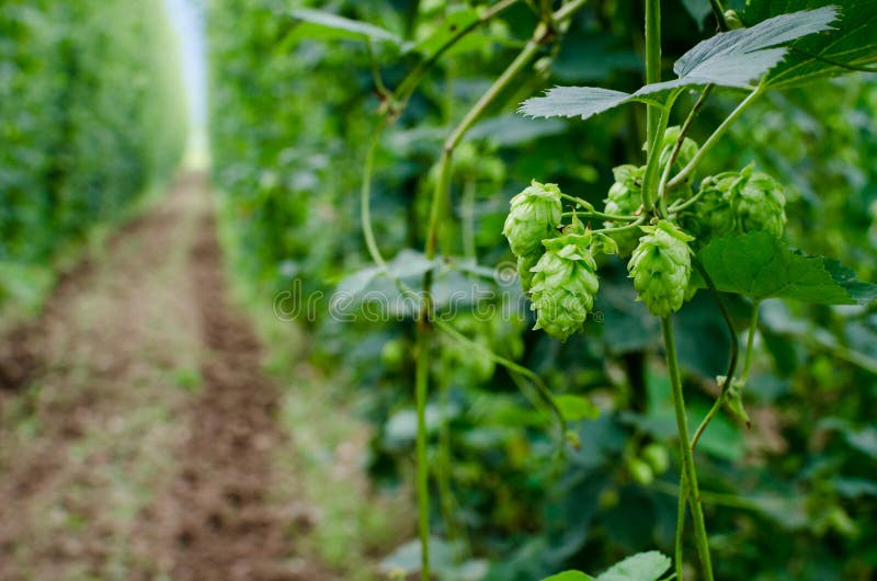 Hops field stock photo. Image of craft, color, summer - 121810150