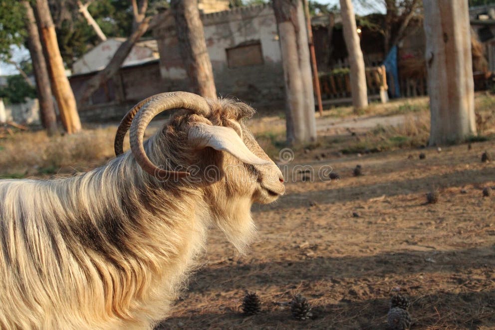 Picture of a Horned Goat in the Sun Stock Image - Image of wney ...