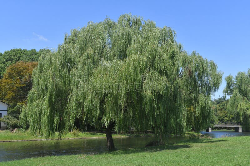 A Huge Willow Tree on the Grass Stock Photo - Image of plant, forest ...