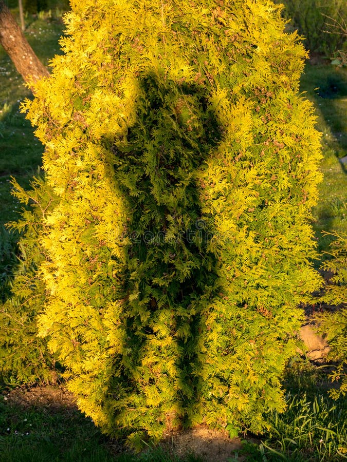 Picture with Human Shadow on a Bright Wooden Background Stock Photo ...