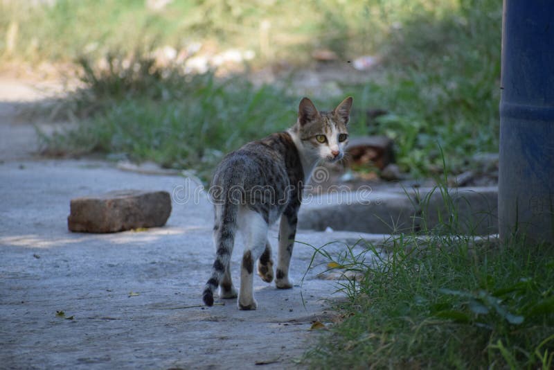 Indian Cat stock image. Image of greystripcat, greystripedcat - 103053361
