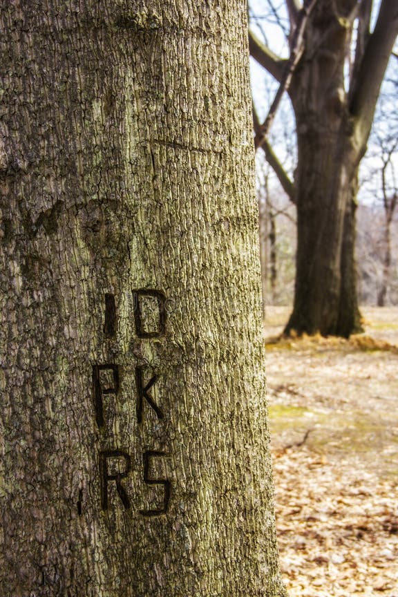Initials Engraved in a Tree Stock Photo - Image of trunk, grass: 135022568