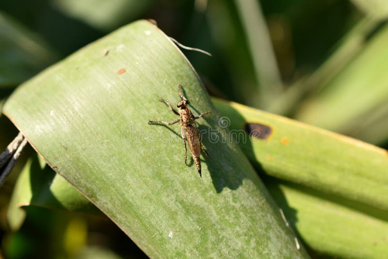 Pusher Fly, Predator, Sits on a Plant Stock Image - Image of domestic ...