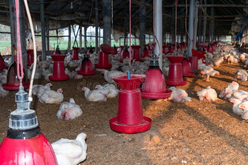The Picture Inside a Poultry Farm Stock Photo - Image of inside, meat ...