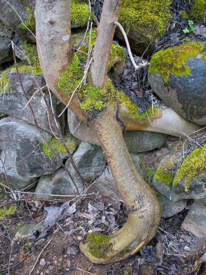 Picture with an Interesting Tree Trunk and Root Stock Photo - Image of ...