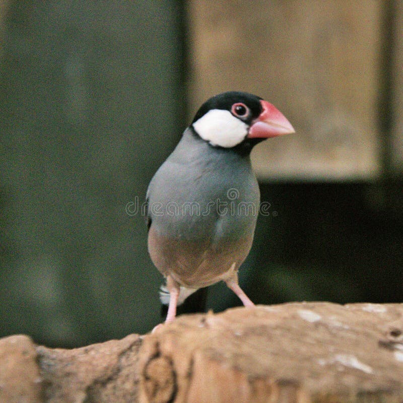 Flock of Java Sparrow Flying Stock Image - Image of beautiful, feather ...