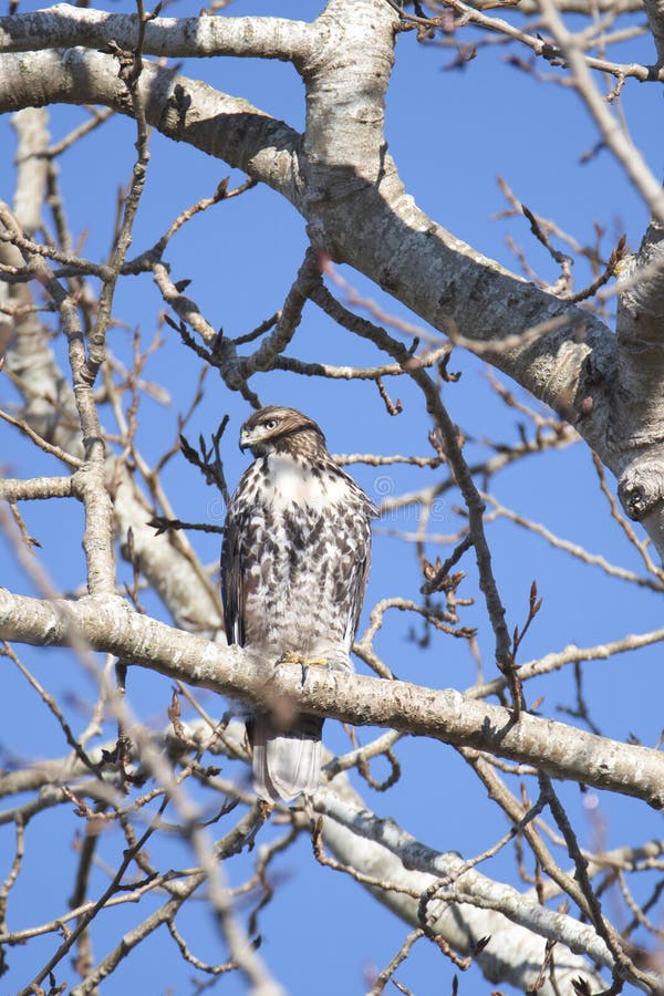 A Picture of a Juvenile Red-tailed Hawk Perching on the Branch. BC ...