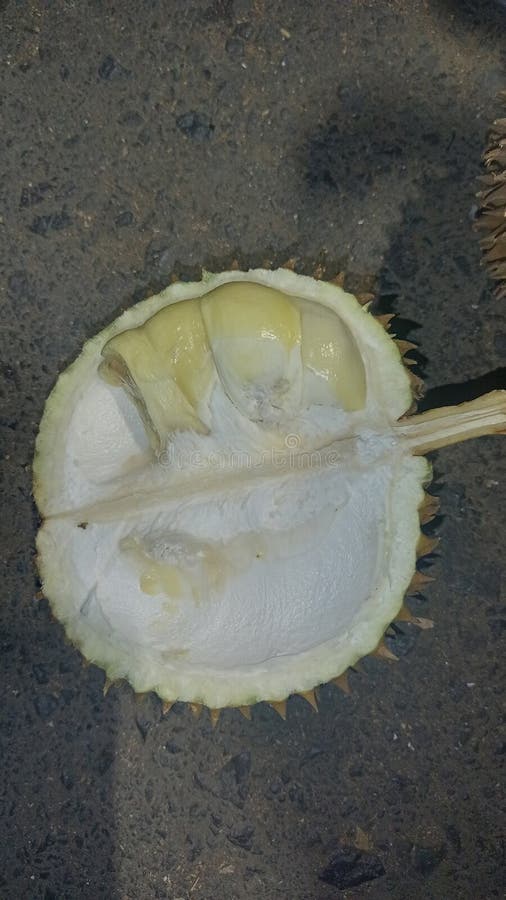 A Picture of King of Fruit or Durian or Duren Stock Photo - Image of ...