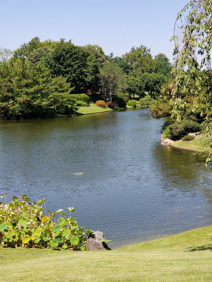 Lakeside stock image. Image of nature, lake, plants - 122229259