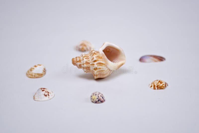 Large and Small Seashells on White Stock Image - Image of background ...