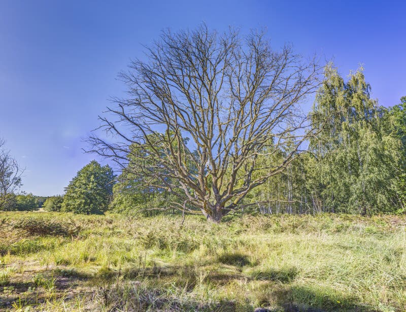 Picture of a Large Withered Tree in a German Forest Stock Image - Image ...