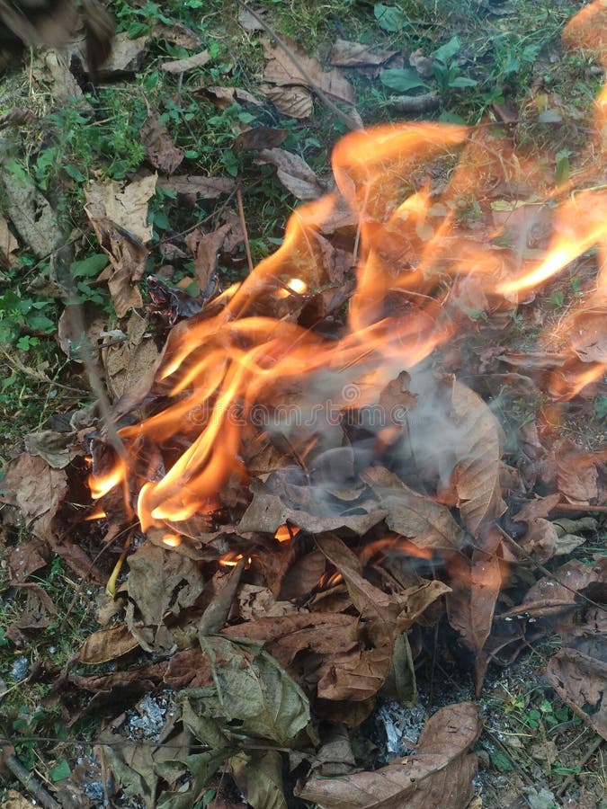 This is a Picture of Leaf Fire. Stock Image - Image of woodland ...
