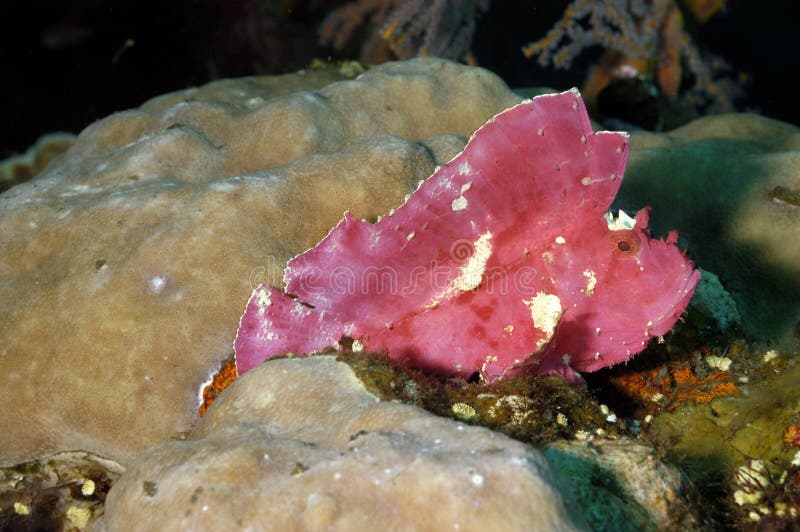 A picture of a leaf fish stock image. Image of fish - 223963575