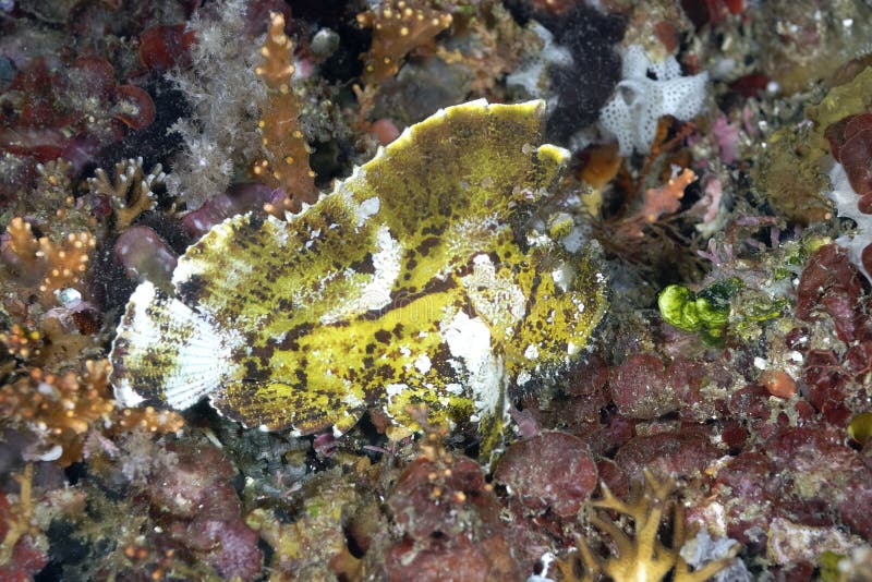 A picture of a leaf fish stock photo. Image of indonesia - 223963560