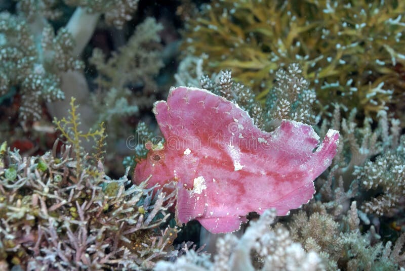 A picture of a leaf fish stock image. Image of fish - 223963575