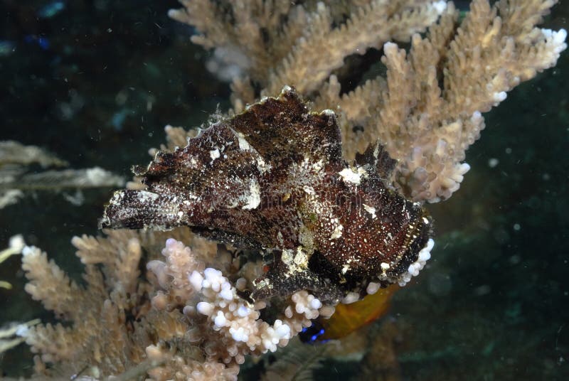 A picture of a leaf fish stock photo. Image of indonesia - 223963560