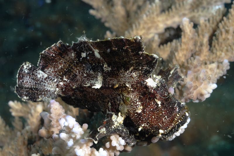 A picture of a leaf fish stock photo. Image of indonesia - 223963560