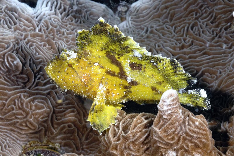 A picture of a leaf fish stock image. Image of ocean - 216524301