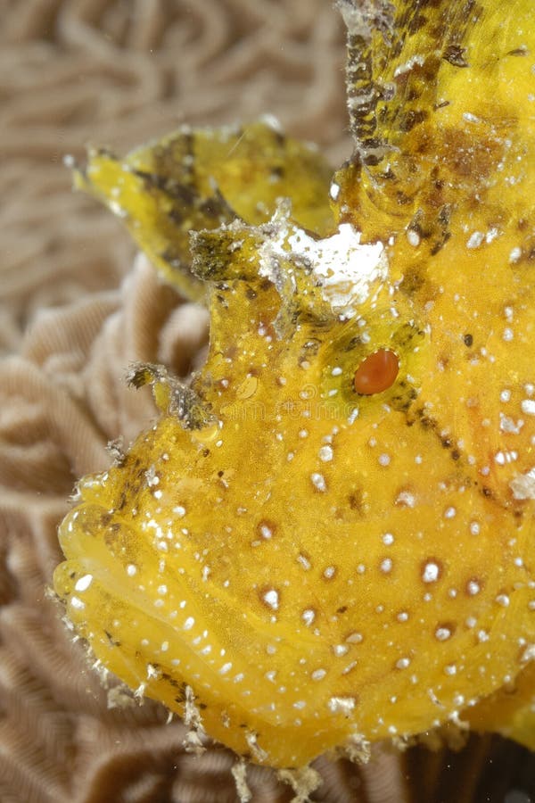 A picture of a leaf fish stock image. Image of fish - 223963575