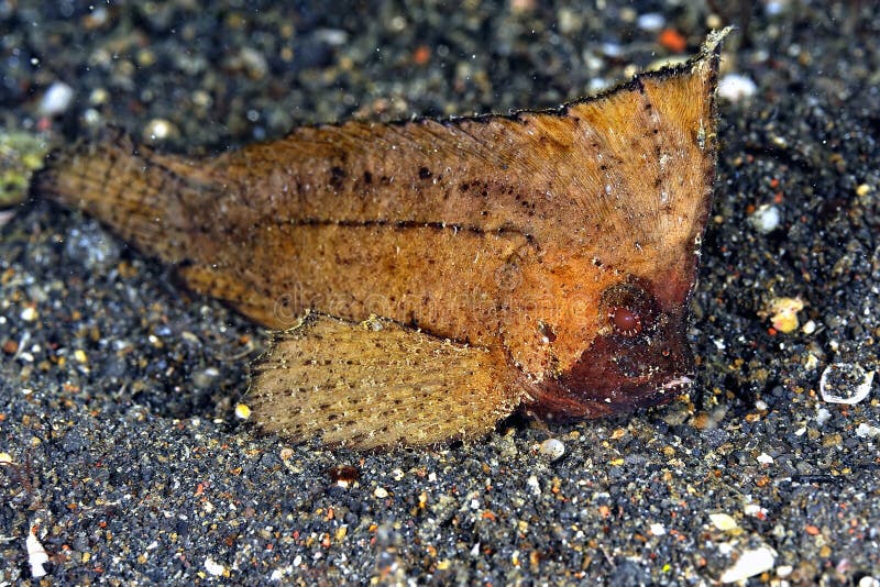 A picture of a leaf fish stock image. Image of fish - 223963575