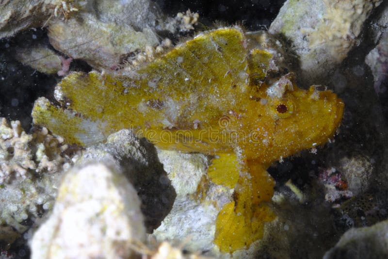 A picture of a leaf fish stock image. Image of fish - 223963575