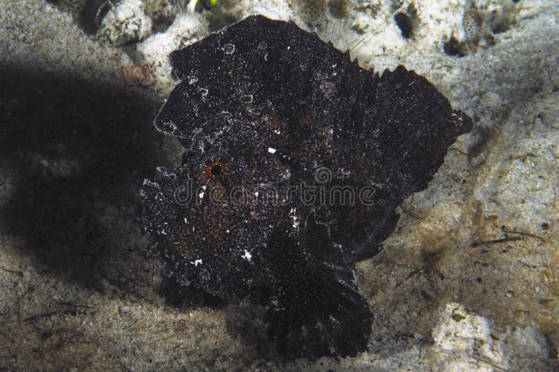 A picture of a leaf fish stock image. Image of fish - 223963575