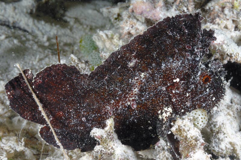 A picture of a leaf fish stock image. Image of fish - 223963575