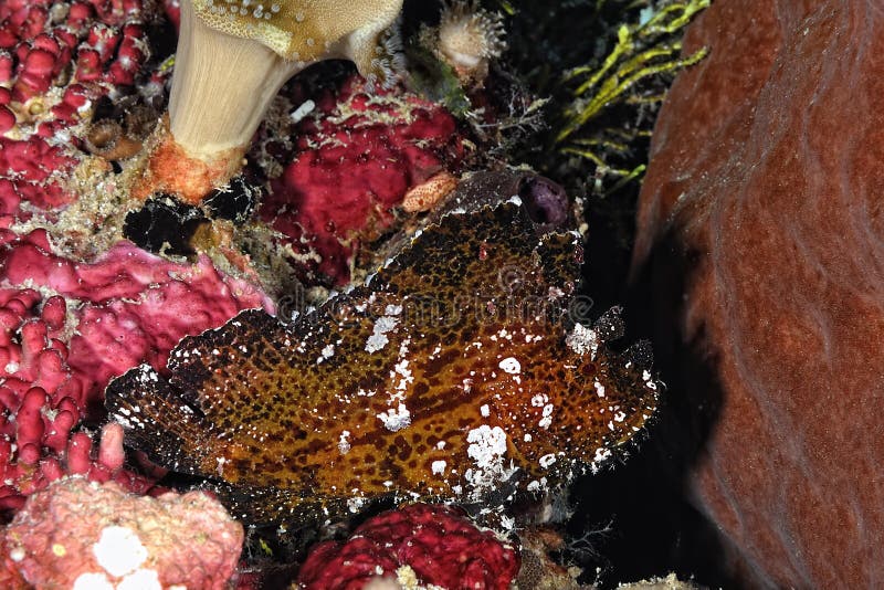 A picture of a leaf fish stock photo. Image of indonesia - 223963560