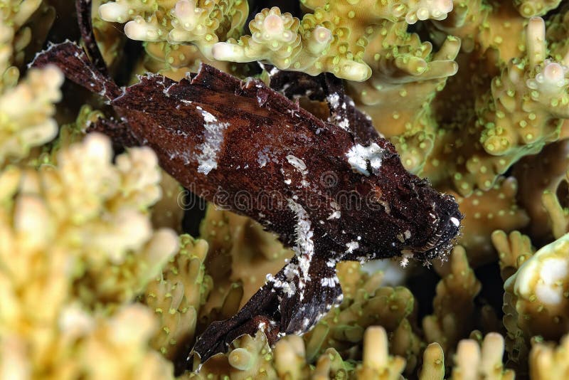 A picture of a leaf fish stock image. Image of fish - 223963575