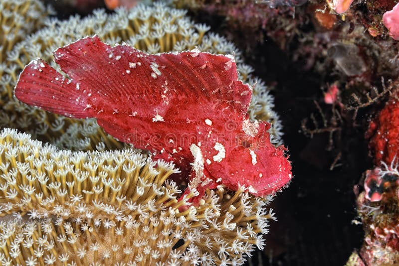 A picture of a leaf fish stock photo. Image of indonesia - 223963560