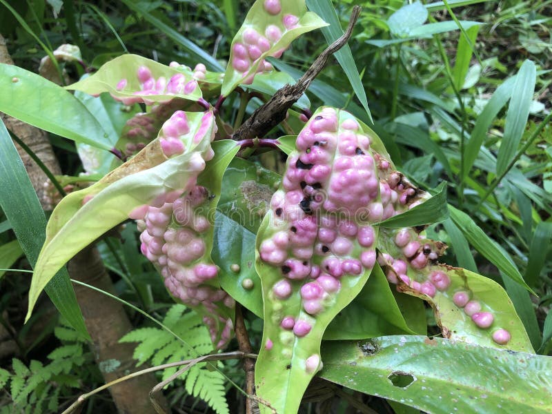 Picture leaf galls disease stock photo. Image of leaf - 278179860