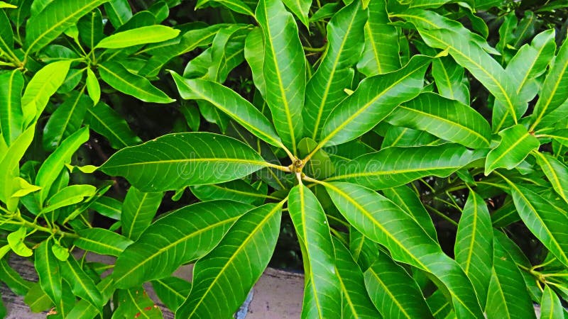 Picture of Leaf Pattern of Mango Tree Stock Photo - Image of tree, food ...